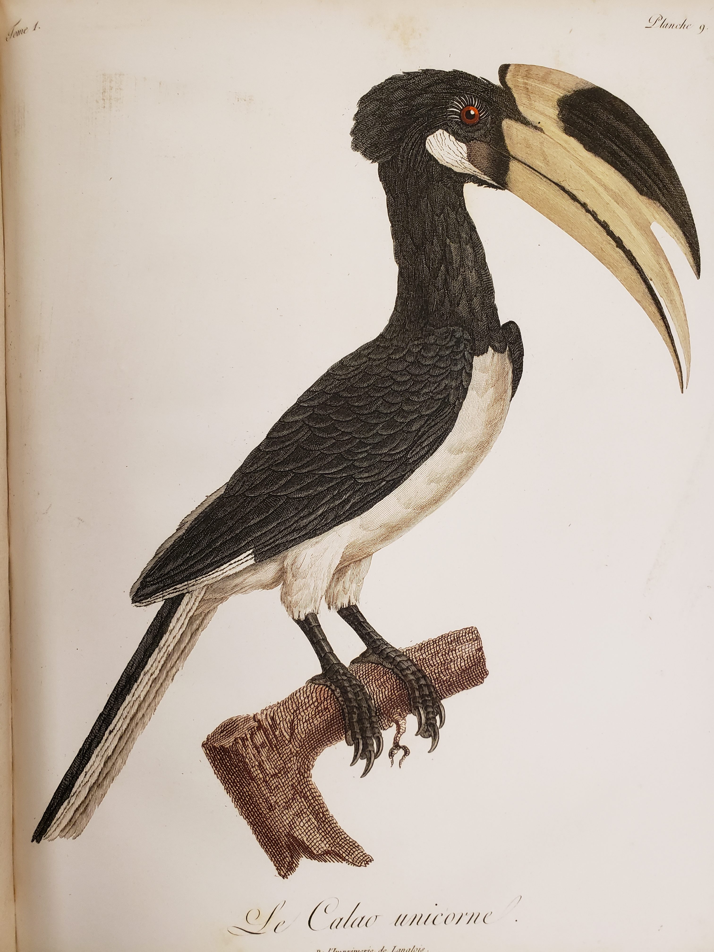 Hidden Treasures: FDR’s Rare Bird Books – Forward with Roosevelt