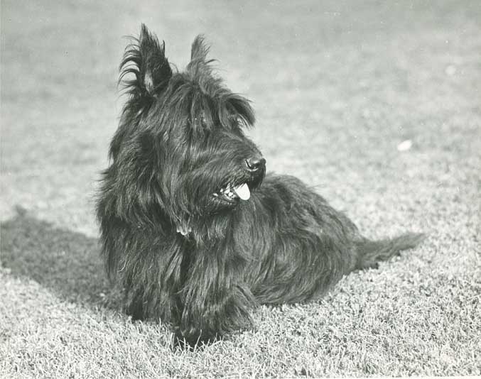 Fala: The Most Famous Dog in America – Forward with Roosevelt